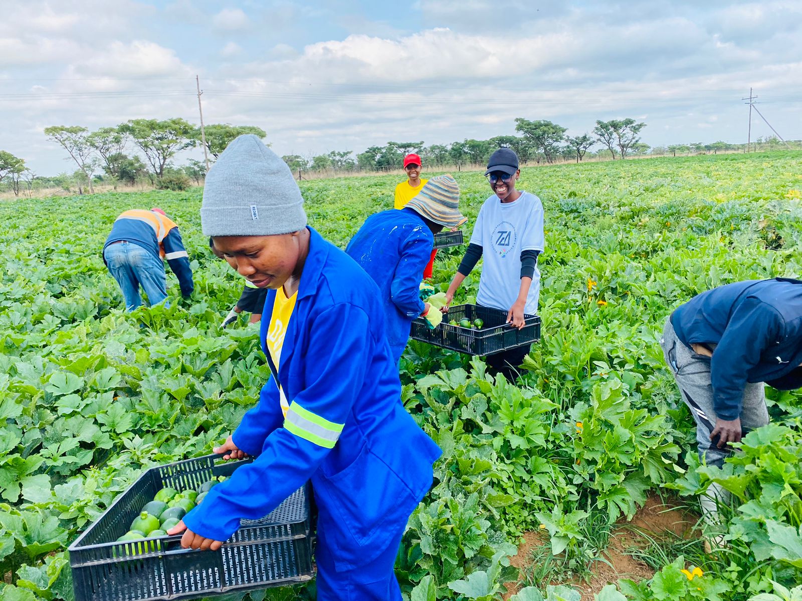 Home | Bee Tree Farm