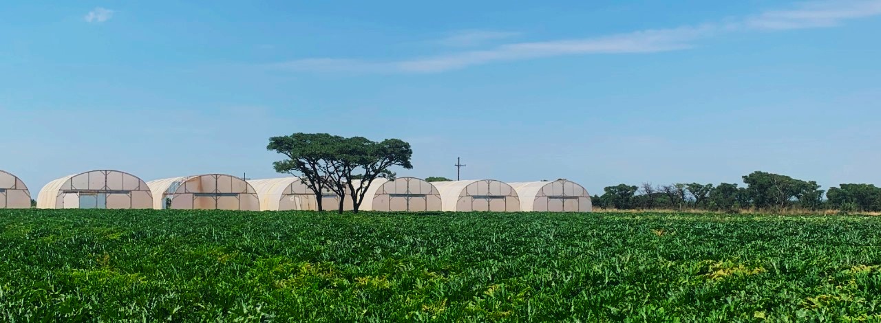 Home | Bee Tree Farm